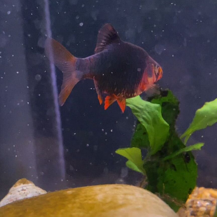 Барбус отдам