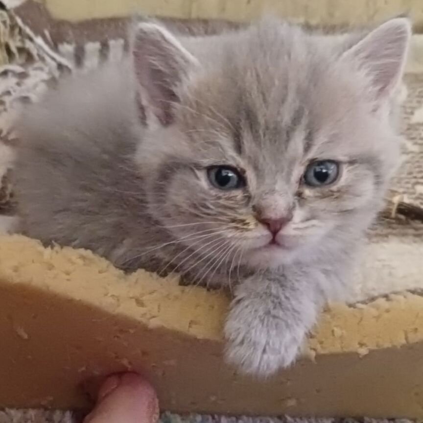 Шотландский прямоухий короткошёрстный котёнок