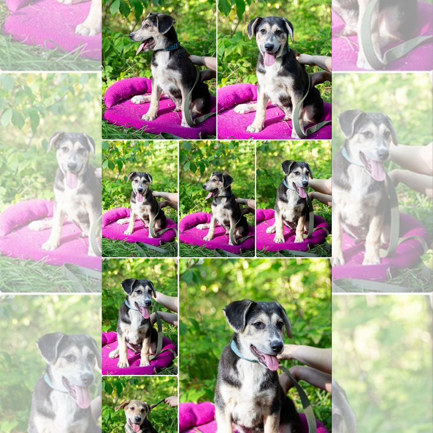 Клёвые щенки в добрые руки