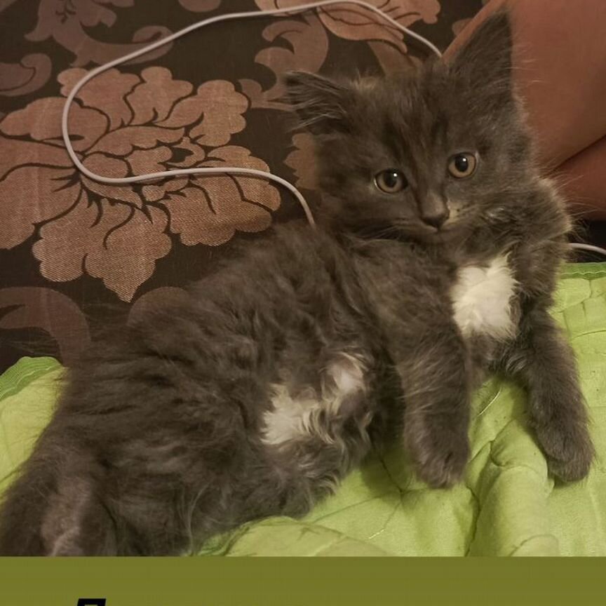 Котёнок в добрые руки