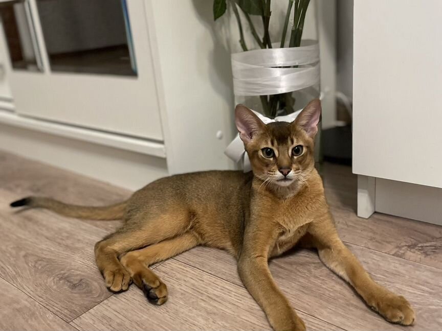 Абисинский кот