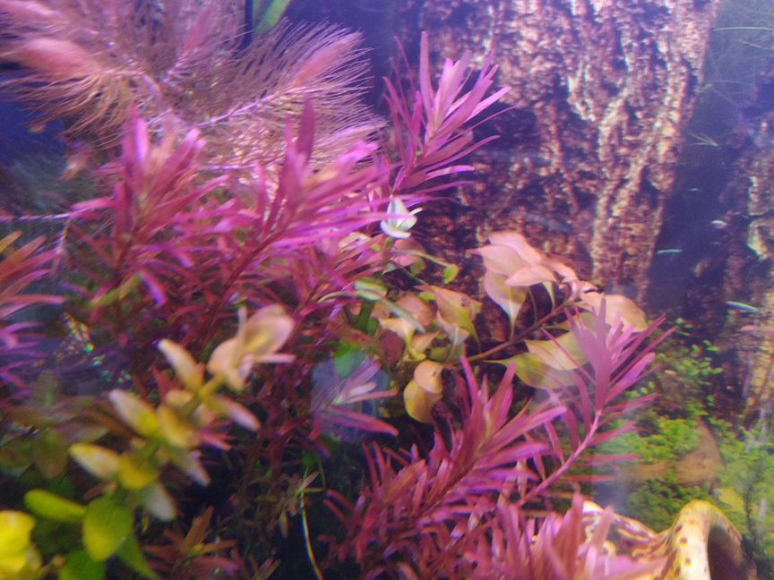 Ротала хра, людвигия