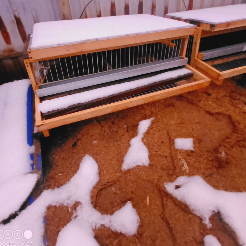 Клетки для перепелов бу