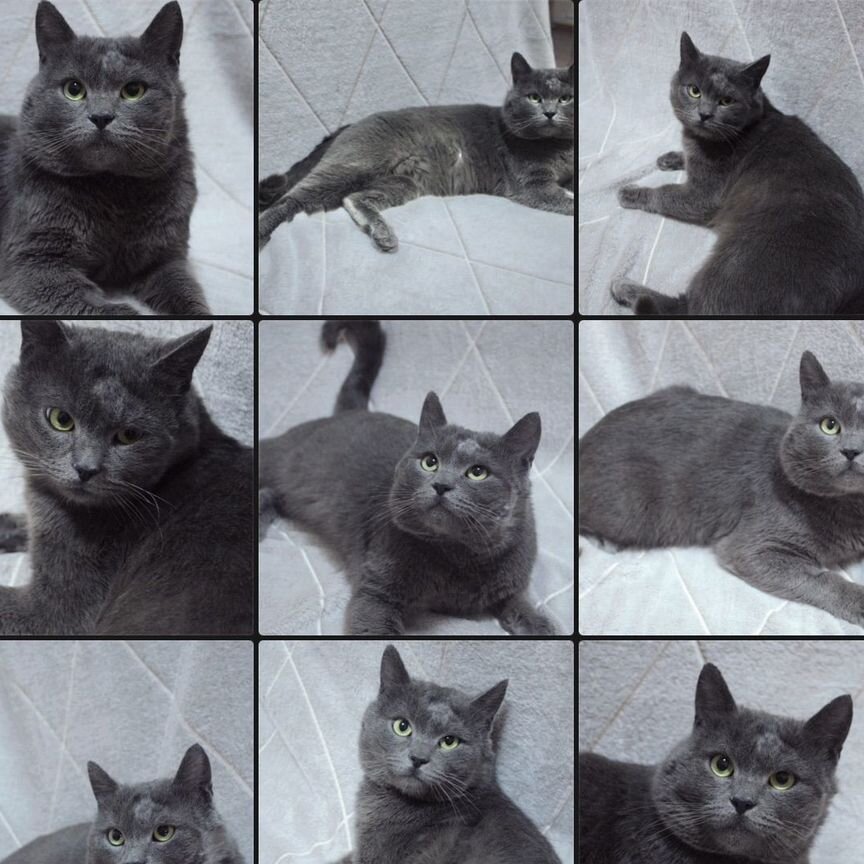 Взрослый кот в добрые руки