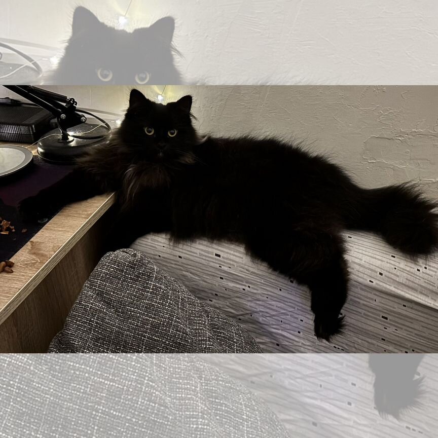Молодая кошечка ищет дом