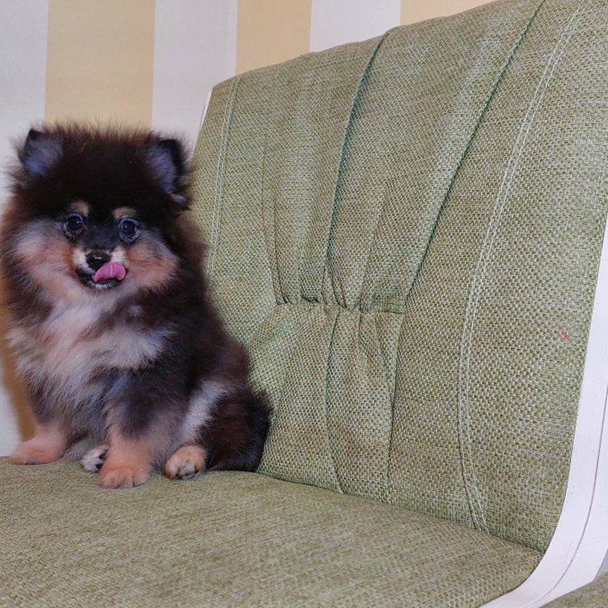 Померанский шпиц большой выбор окрасов