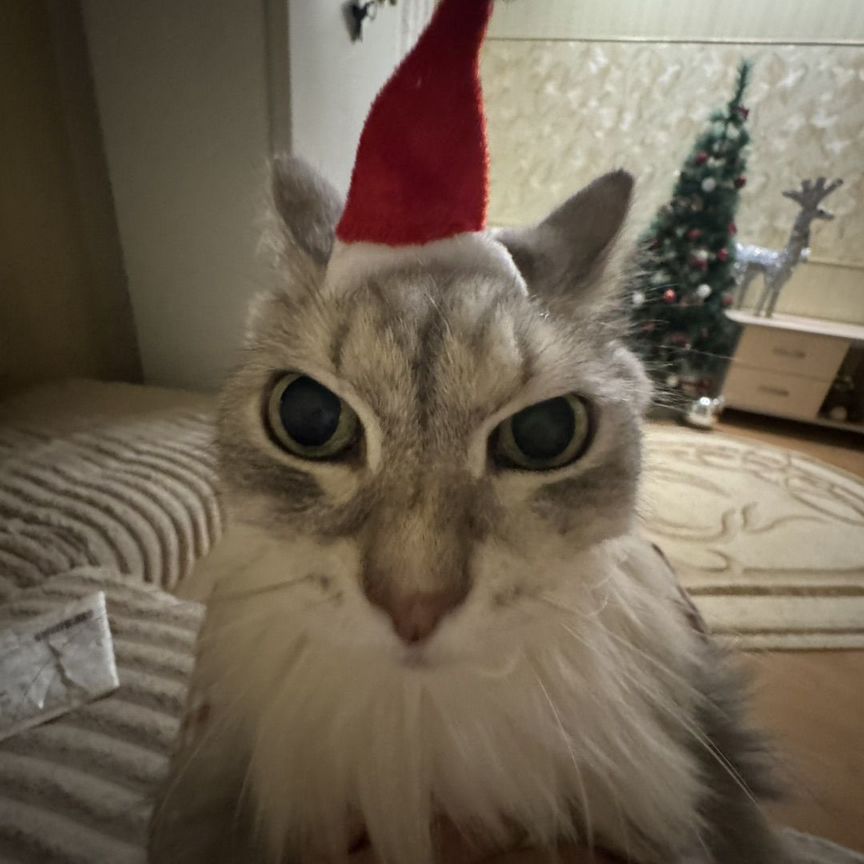 Кот Сёма