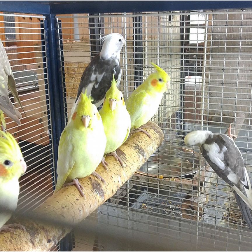 Корелла птенцы лютино
