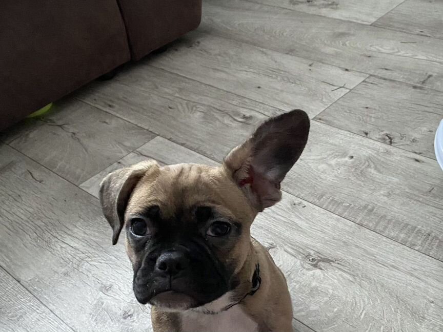 Французский бульдог