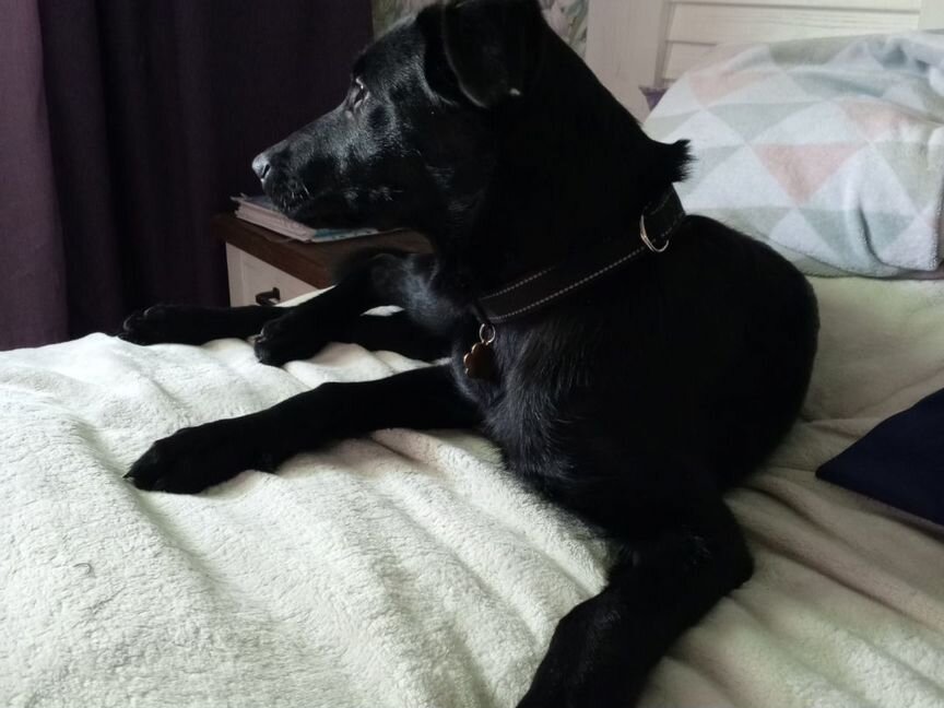 Собака в добрые руки отдам бесплатно