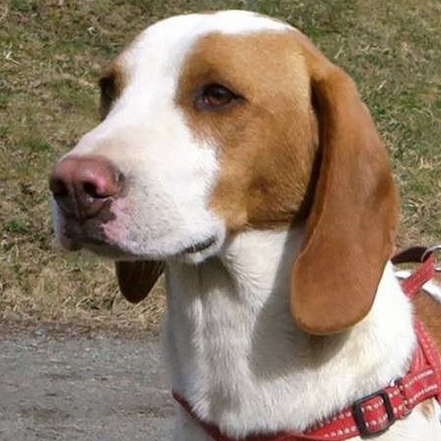 Эстонская гончая, щенок