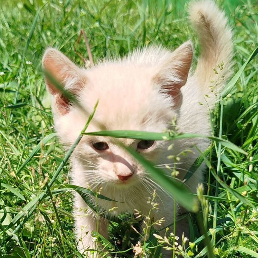 Котёнок в добрые руки