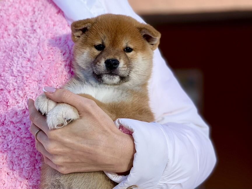 Сиба ину щенки