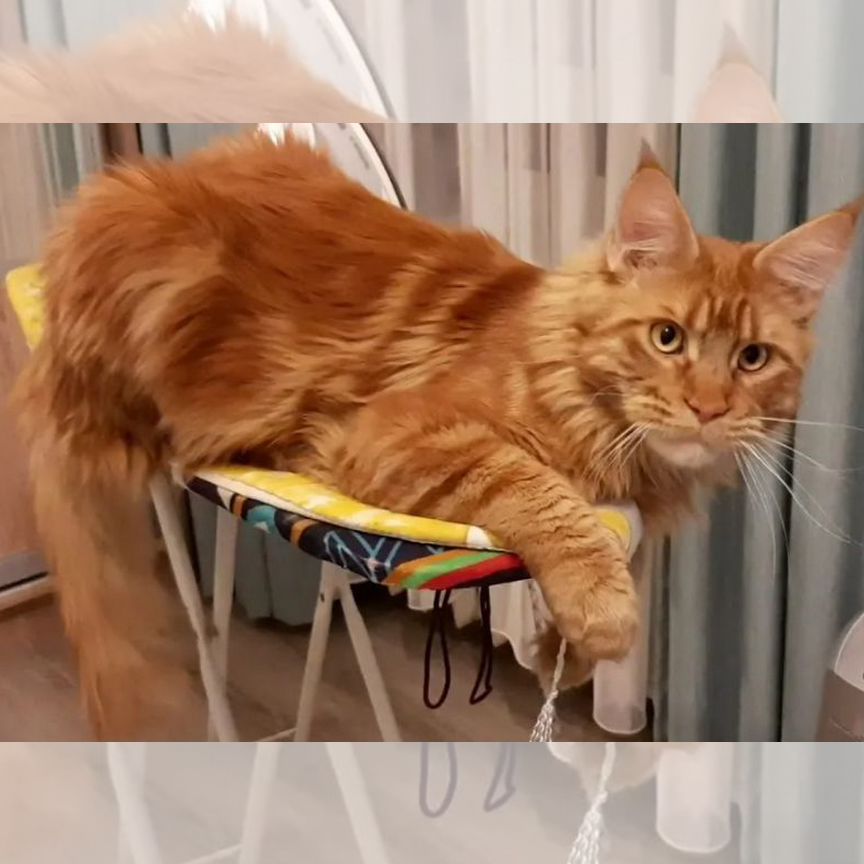 Мейн-кун, взрослый кот