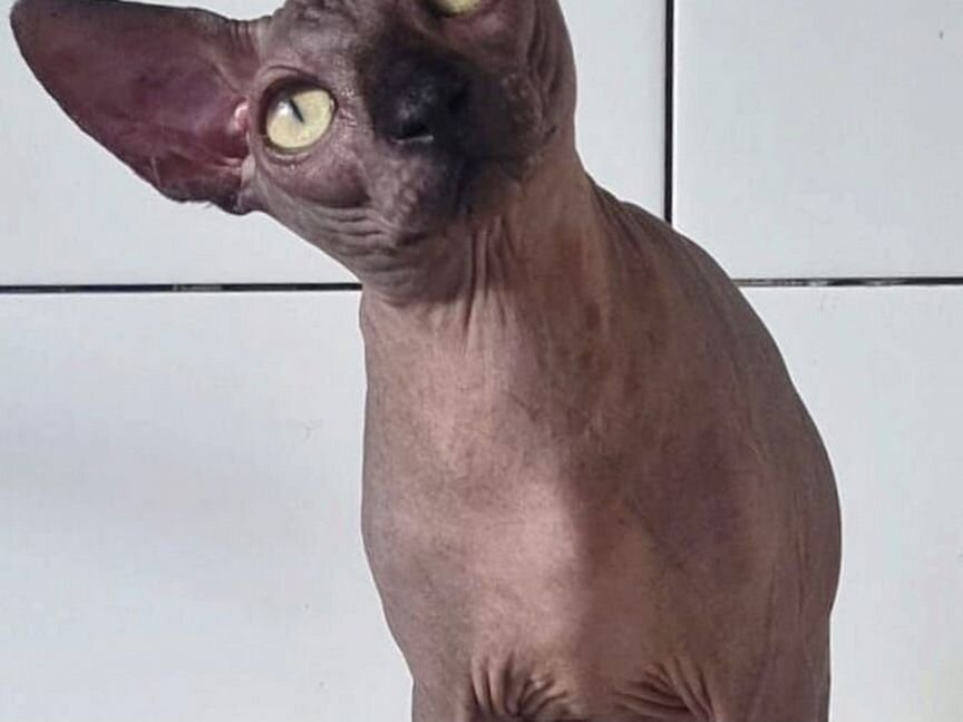 Канадский сфинкс черный