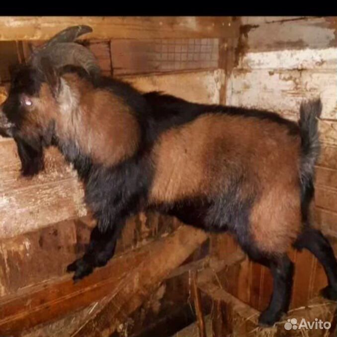 Камерунские козочки