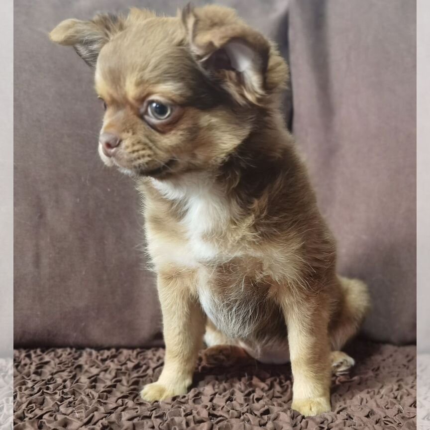 Чихуахуа, щенок