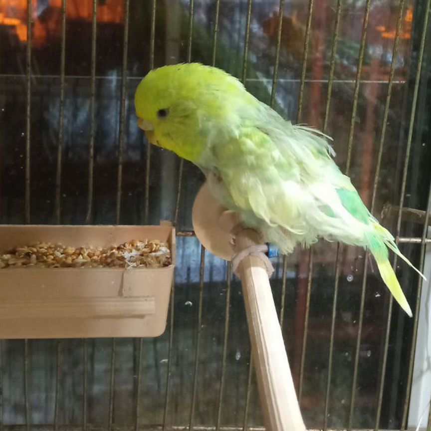 Попугай волнистый