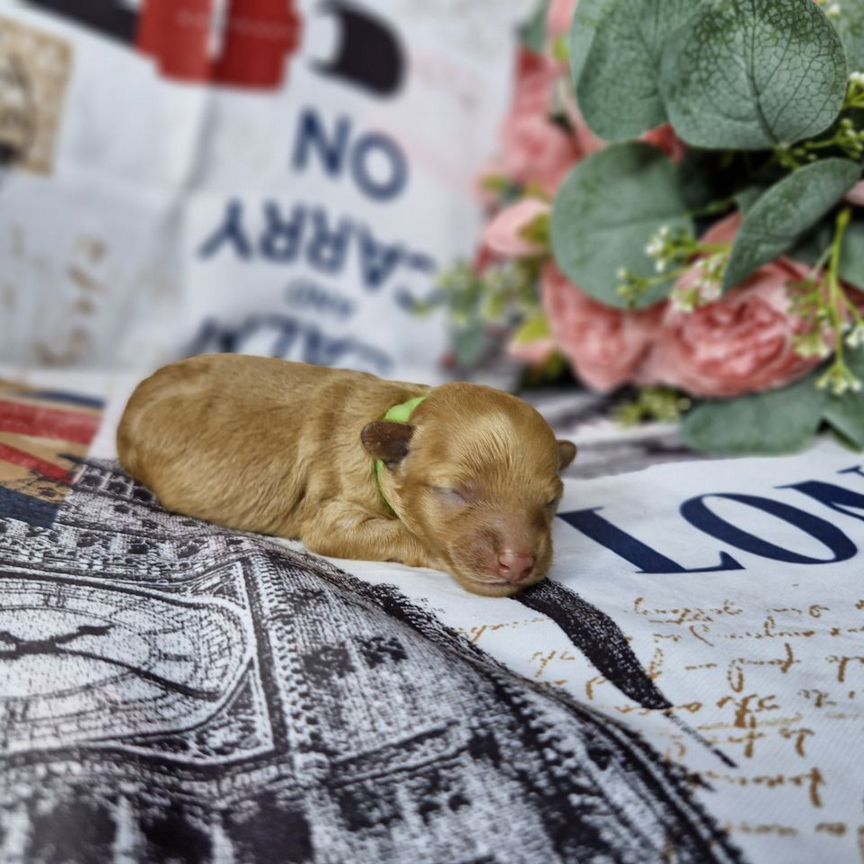 Той-пудель, щенок