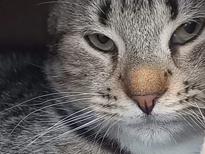 Кот Ланс
