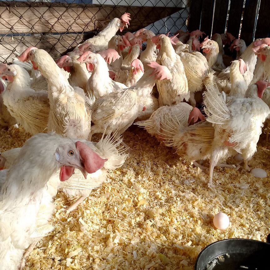 Куры несушки