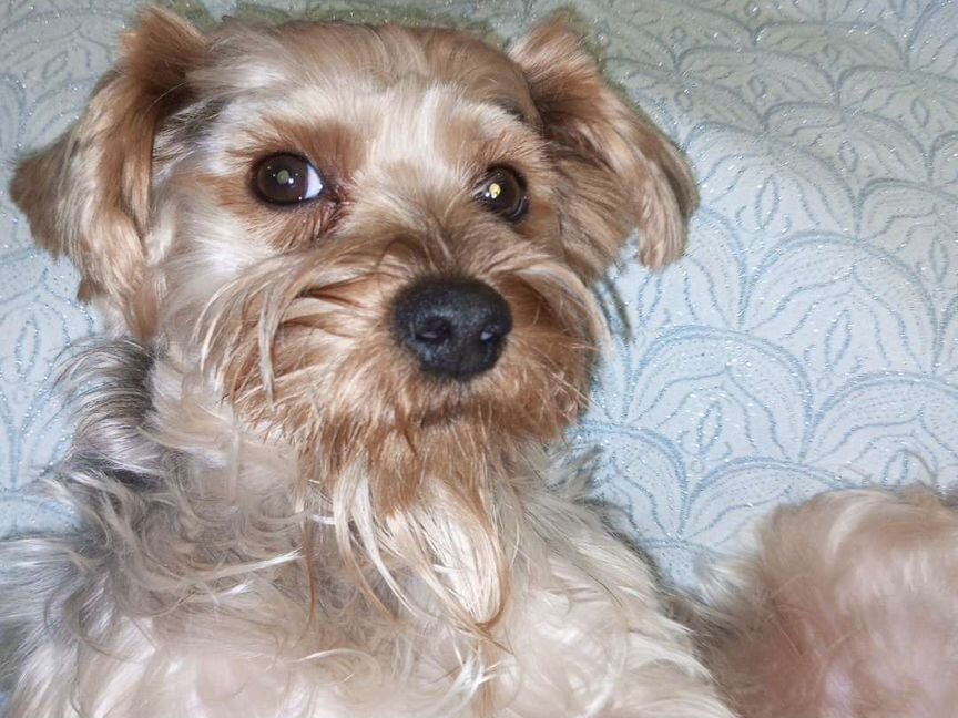 Йоркширский терьер приглашает на романтик