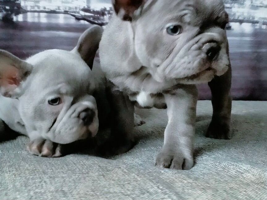 Французский бульдог голубой