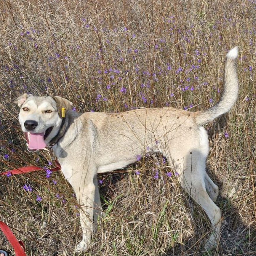 Злата 1,5 года в добрые руки / Видео