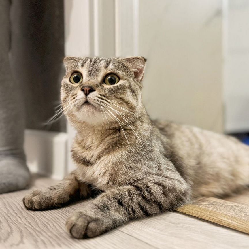 Шотландская вислоухая