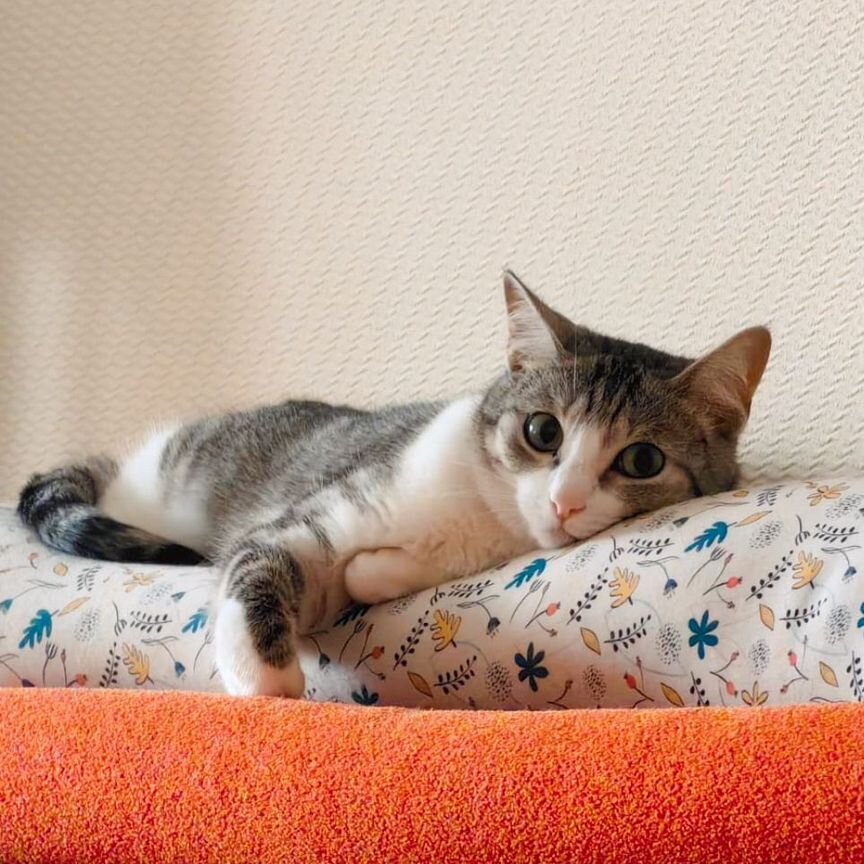 Кошка в добрые руки