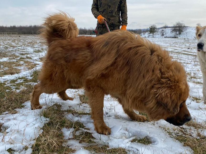 Тебецкий мастиф