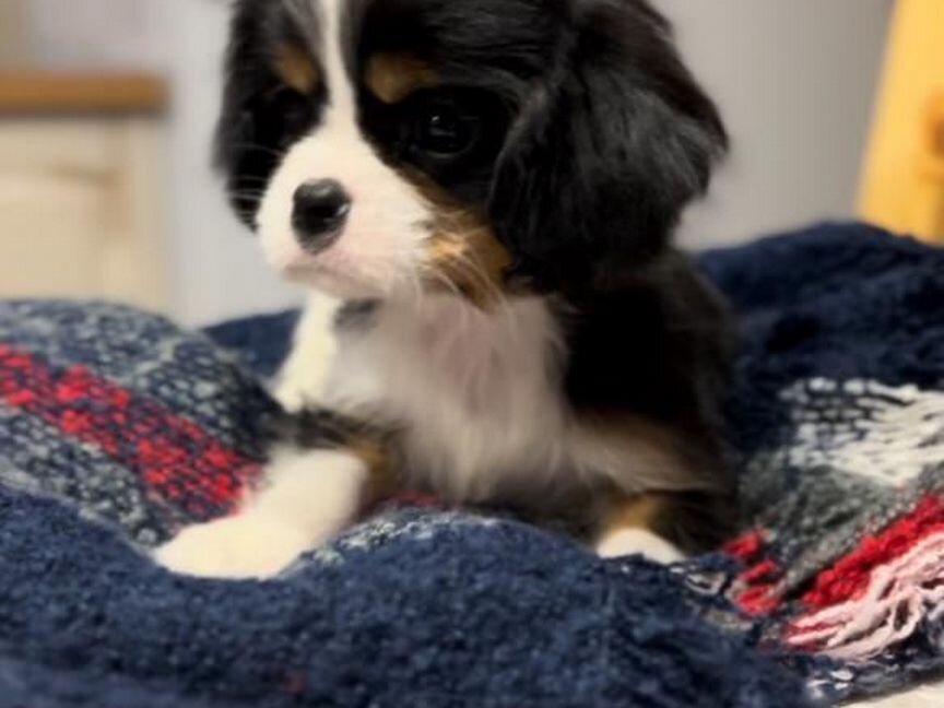 Кавалерчики девочки и мальчики