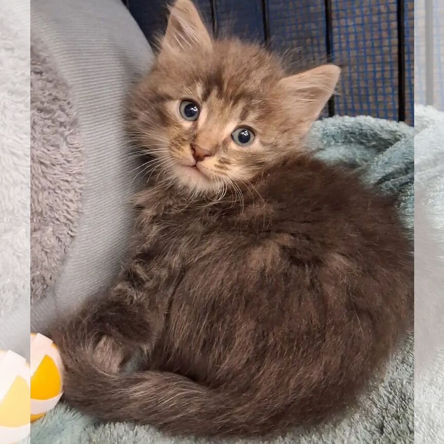 Котёнок в добрые руки