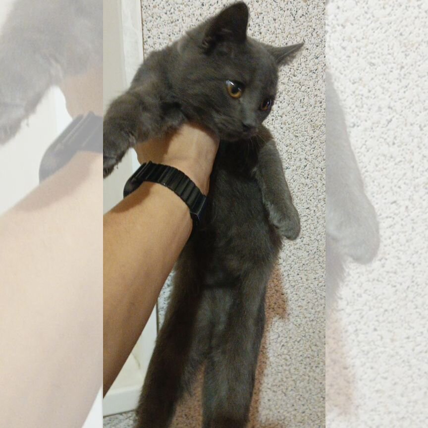 Отдам кота в добрые руки
