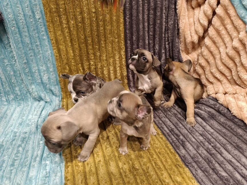 Французский бульдог щенки