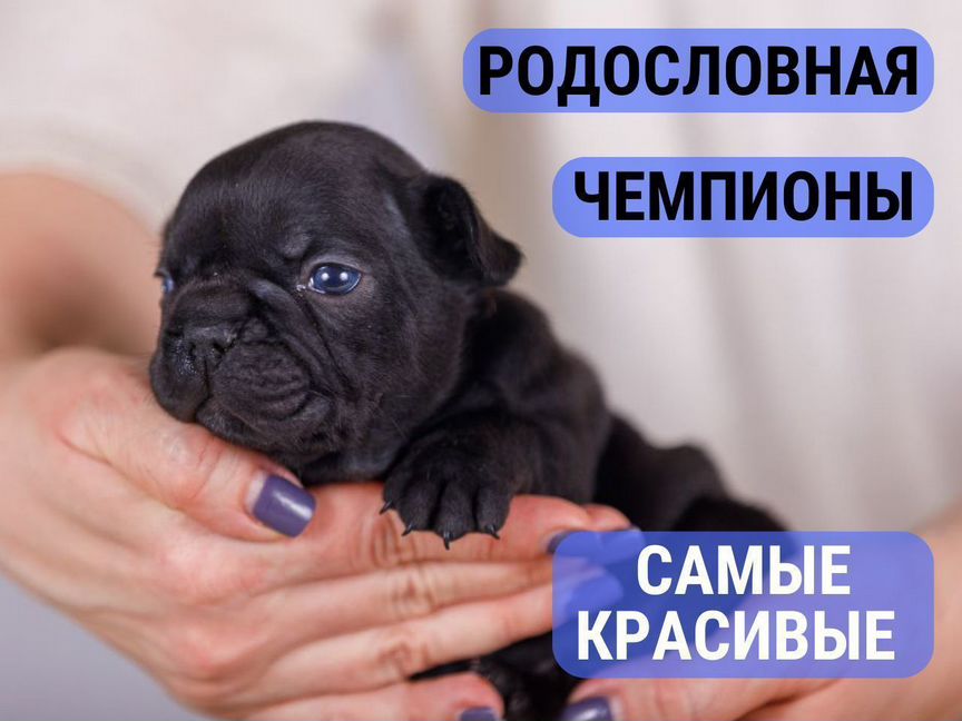 Французский бульдог черный