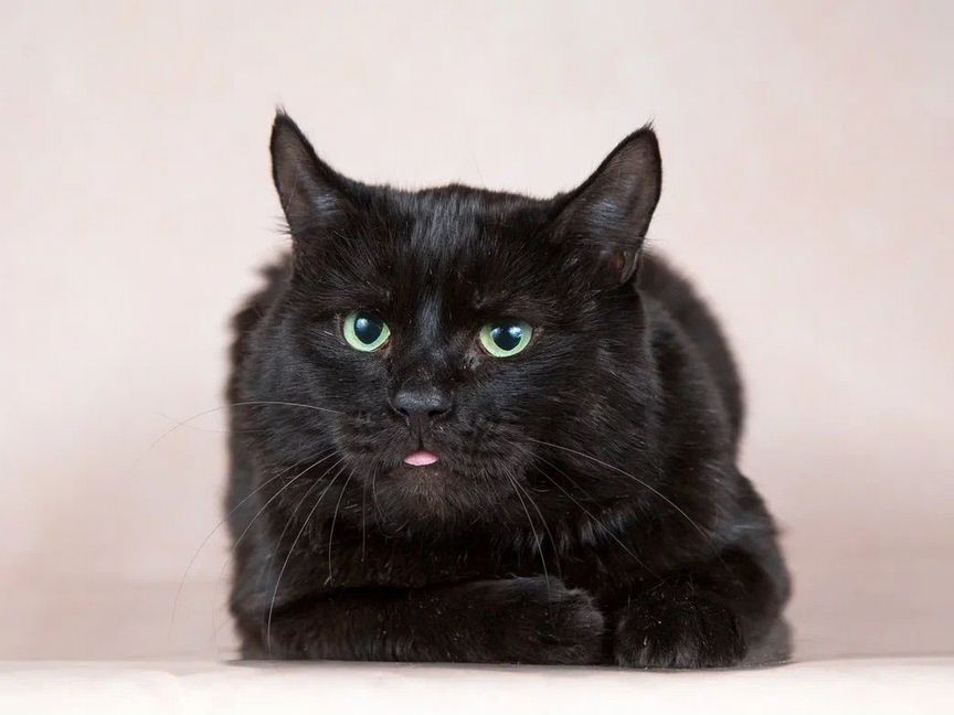 Кот в добрые руки