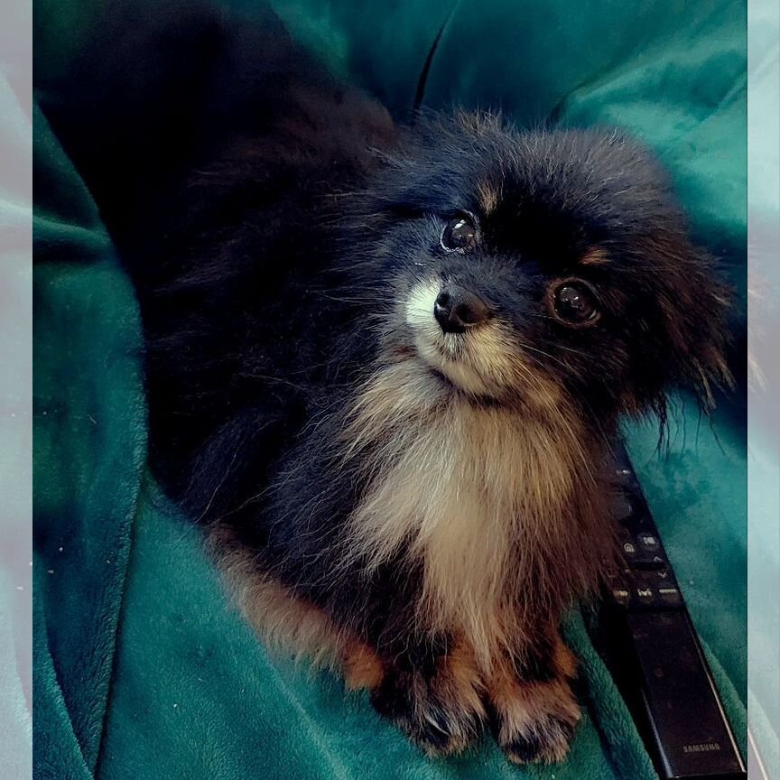 Шпиц померанский, черно подпалый