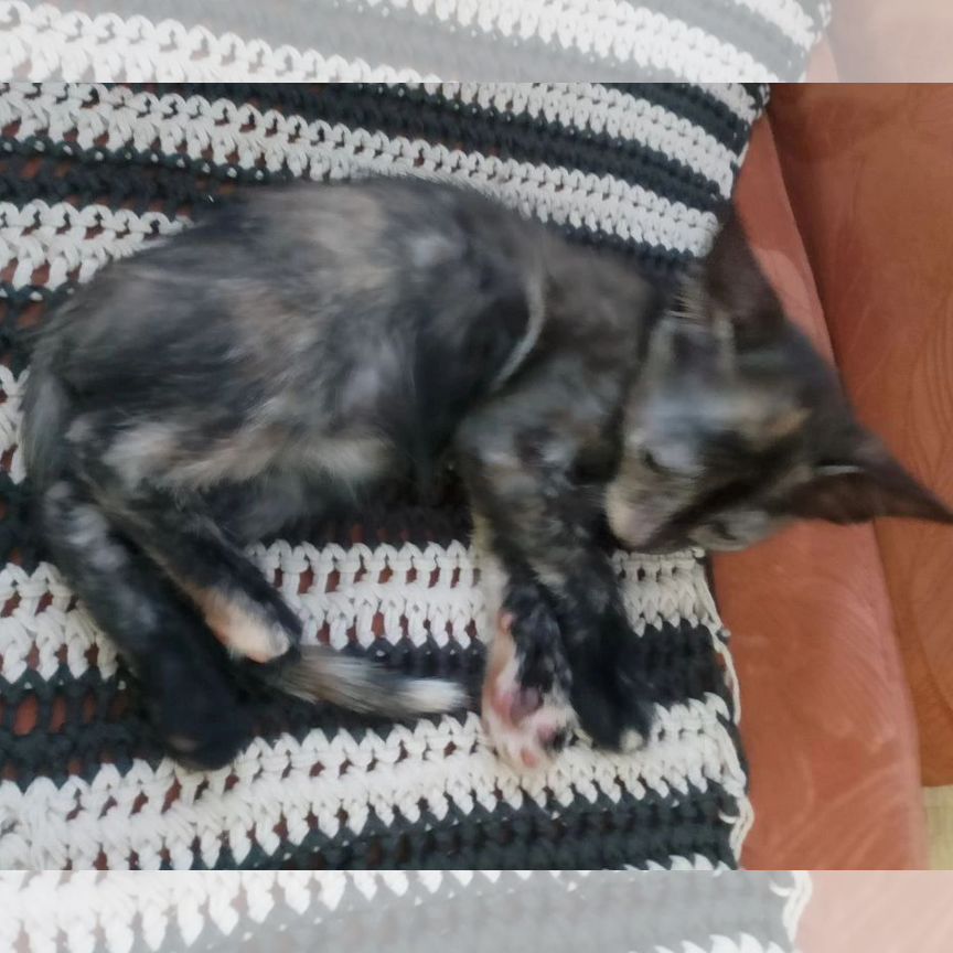 Ориентальный котёнок