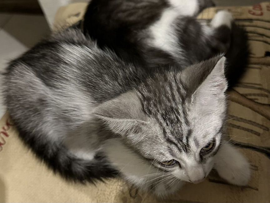 Котята в добрые руки