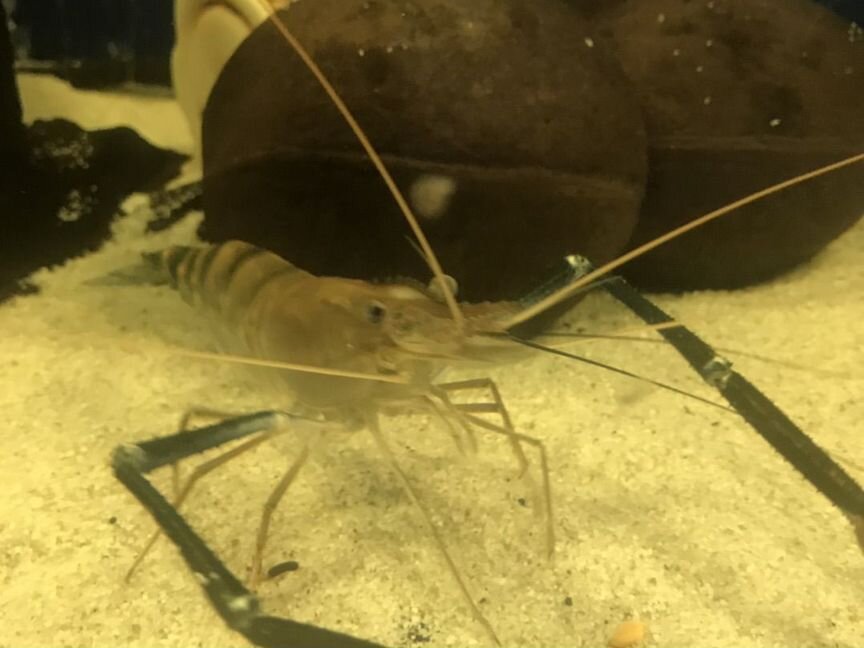 Креветка Розенберга