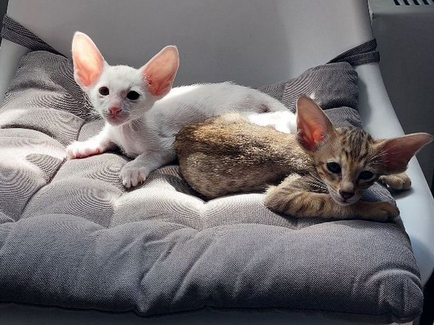 Ориентальные котята