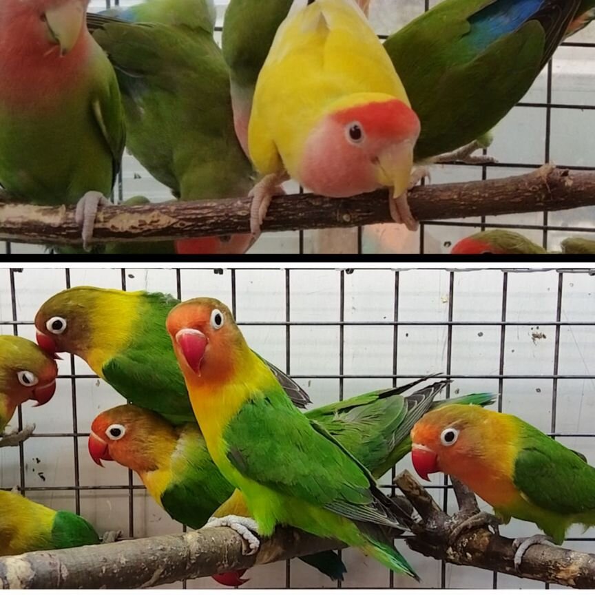 Попугаи Неразлучники Молодежь