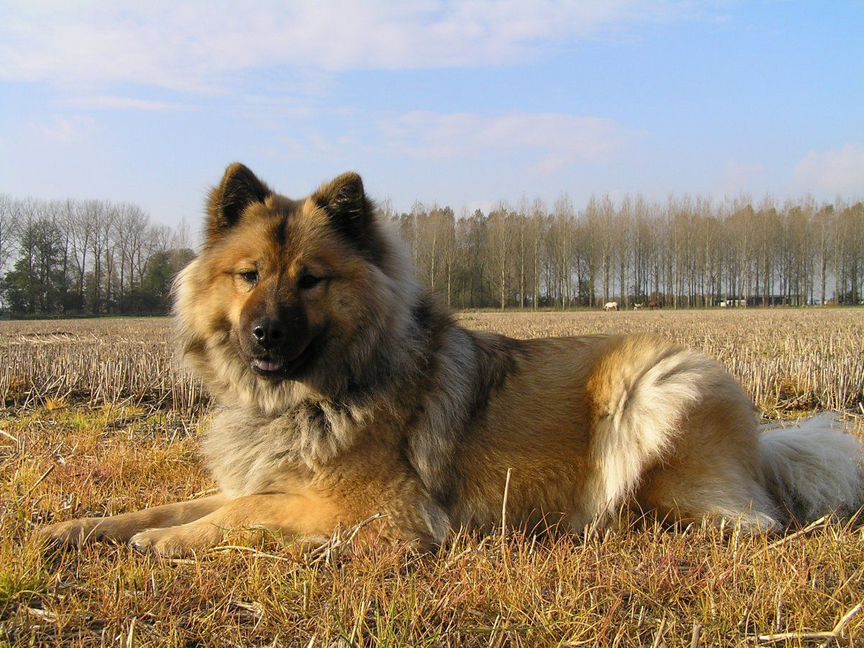 Овчарка