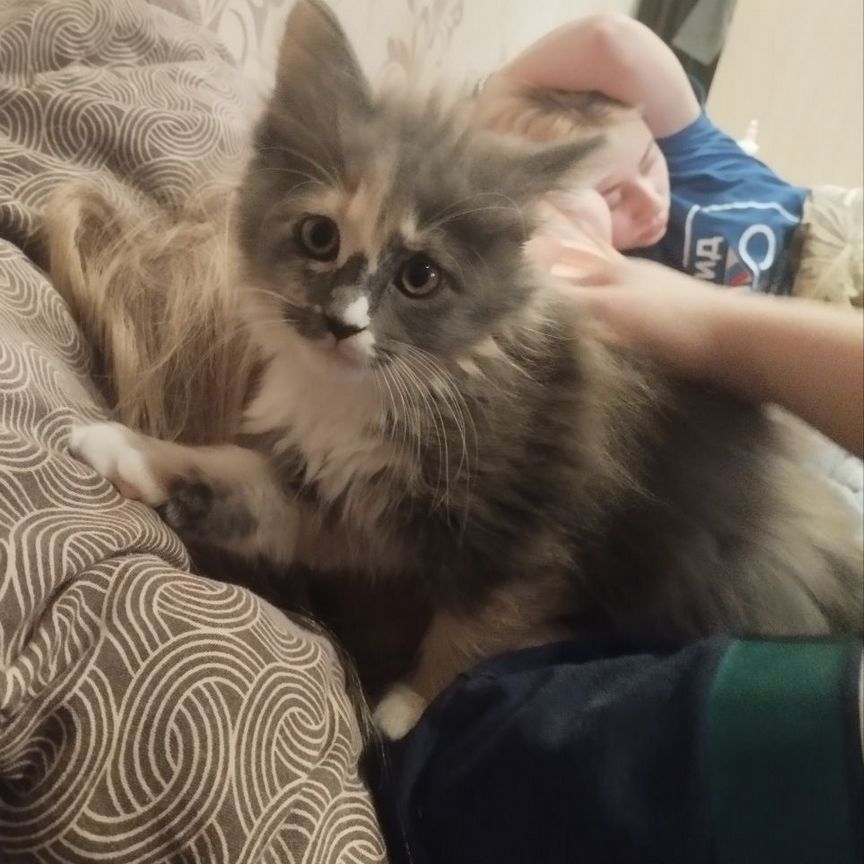 Кошечка в добрые руки