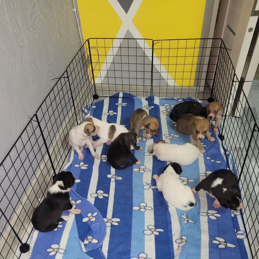 Щенки стаффорда