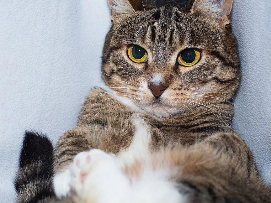 Шакиру никто не замечает