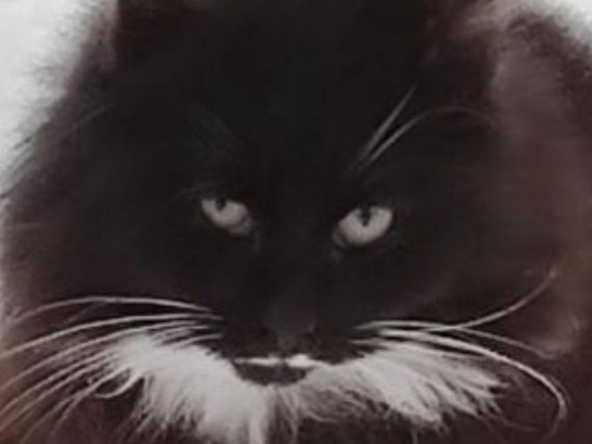 Кошка пушистая 6 месяцев