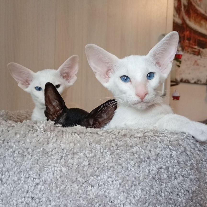 Ориентальный котёнок