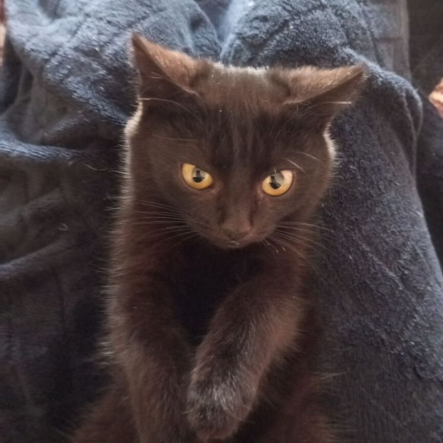 Две хороший девочки, одам в добрые и надёжный руки